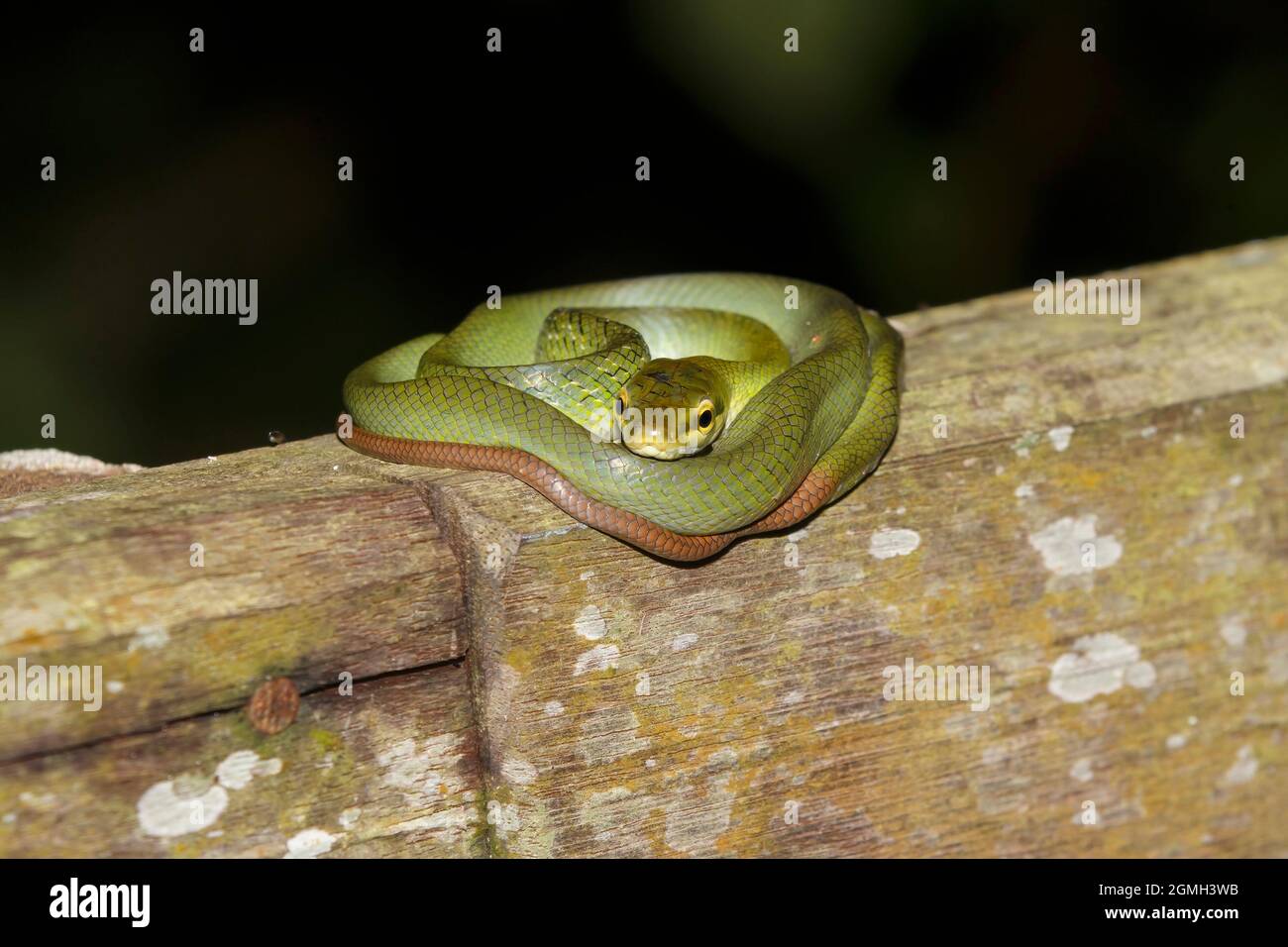 Red tailed rat snake hi-res stock photography and images - Alamy