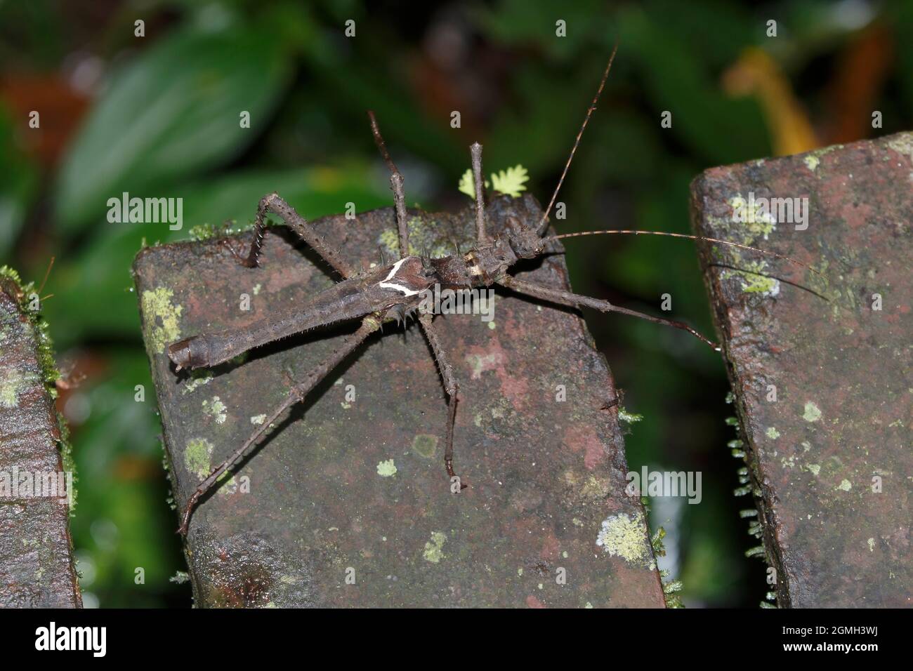Oriental stick insect hi-res stock photography and images - Alamy