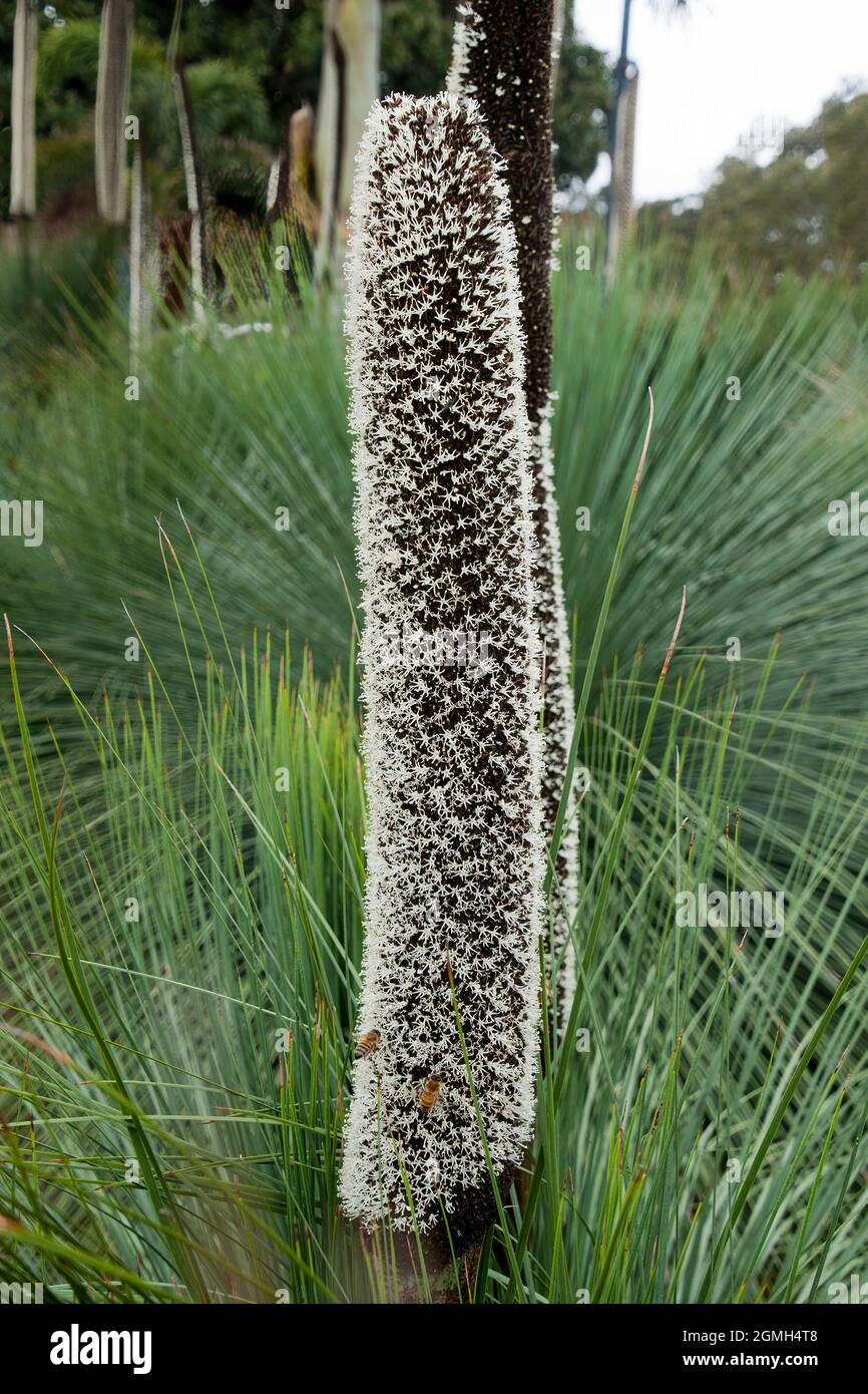 Grasstree flower hi-res stock photography and images - Alamy