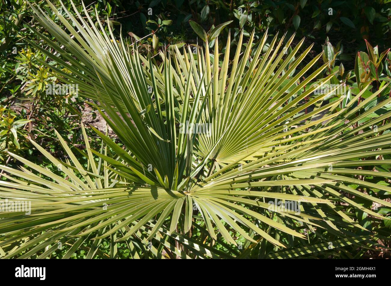 Dwarf cabbage tree hi-res stock photography and images - Alamy