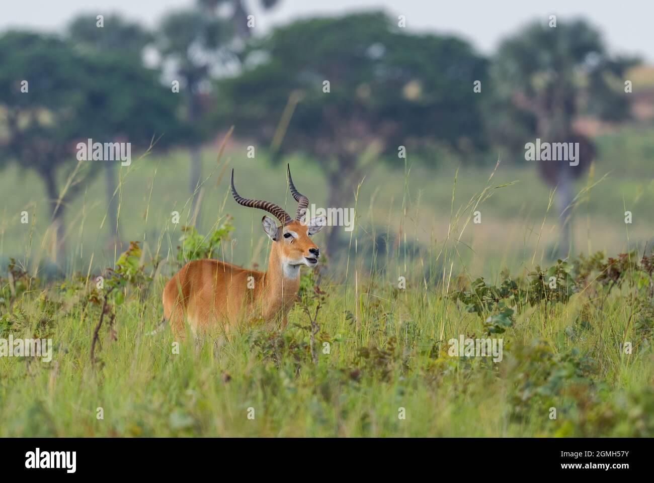 Uganda Kob - Kobus kob thomasi, beautiful small antelope from African ...