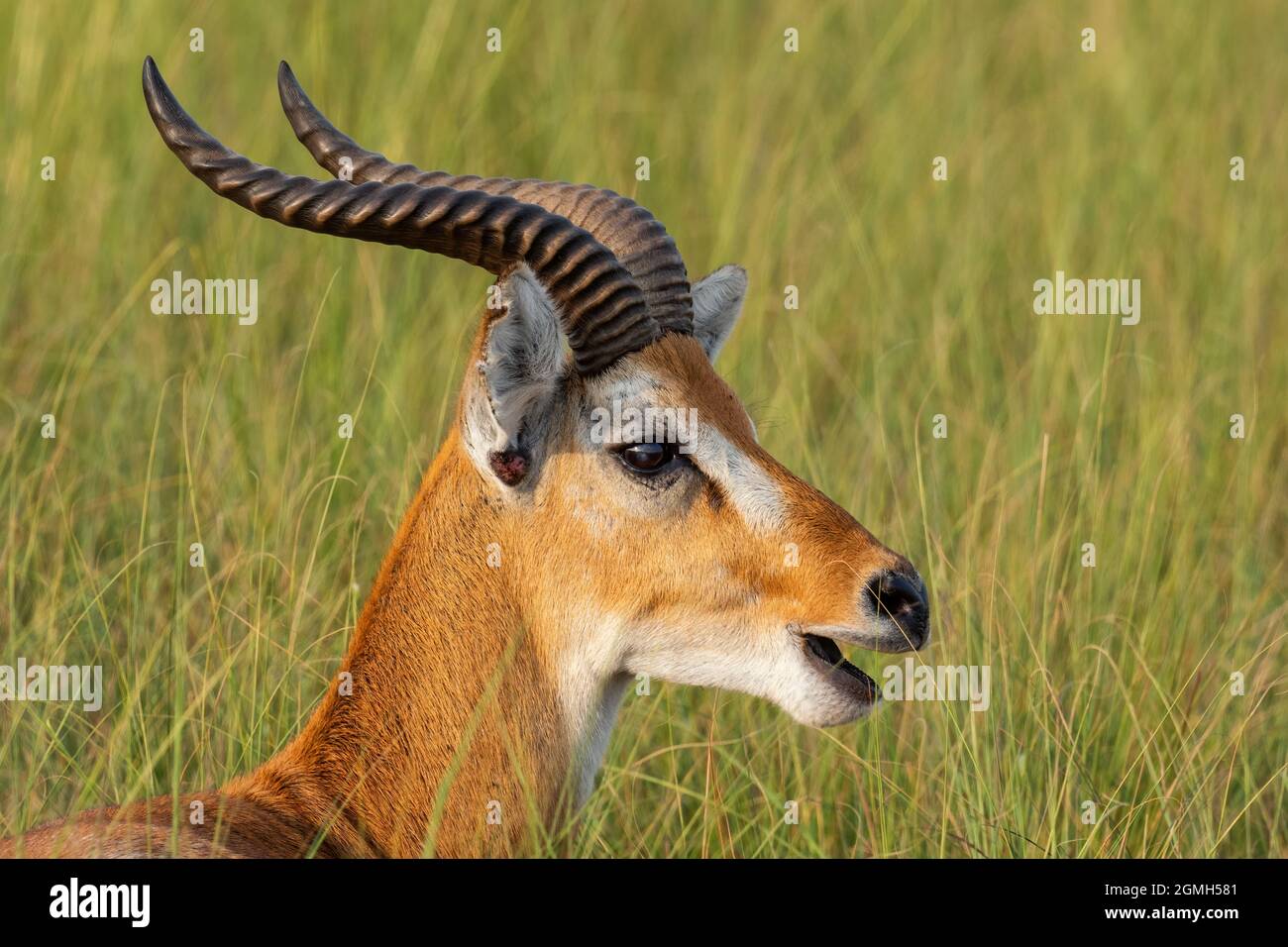 Uganda Kob - Kobus kob thomasi, beautiful small antelope from African ...