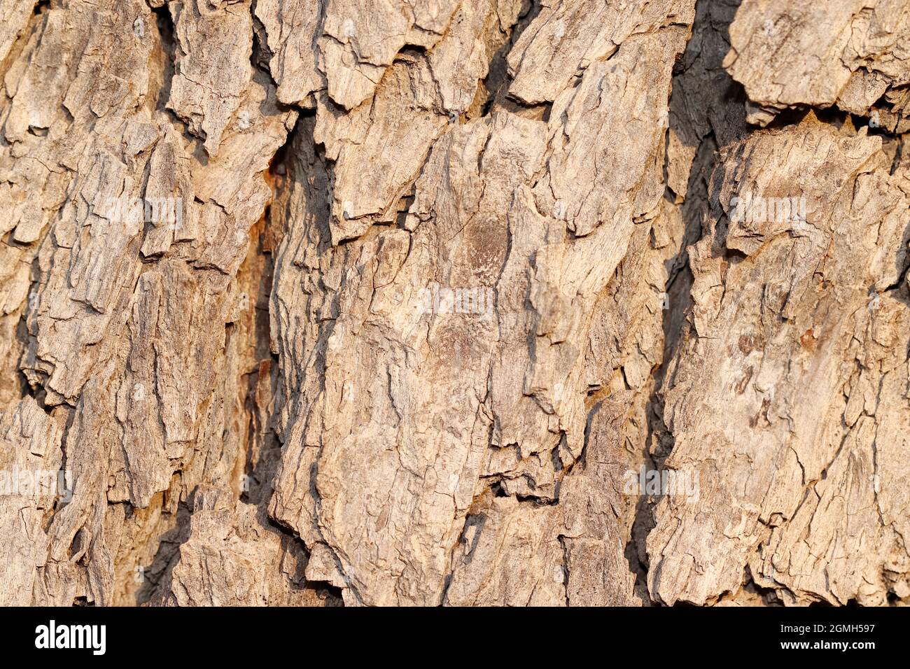 Close-up of Beautiful and attractive texture pattern of neem tree bark ...