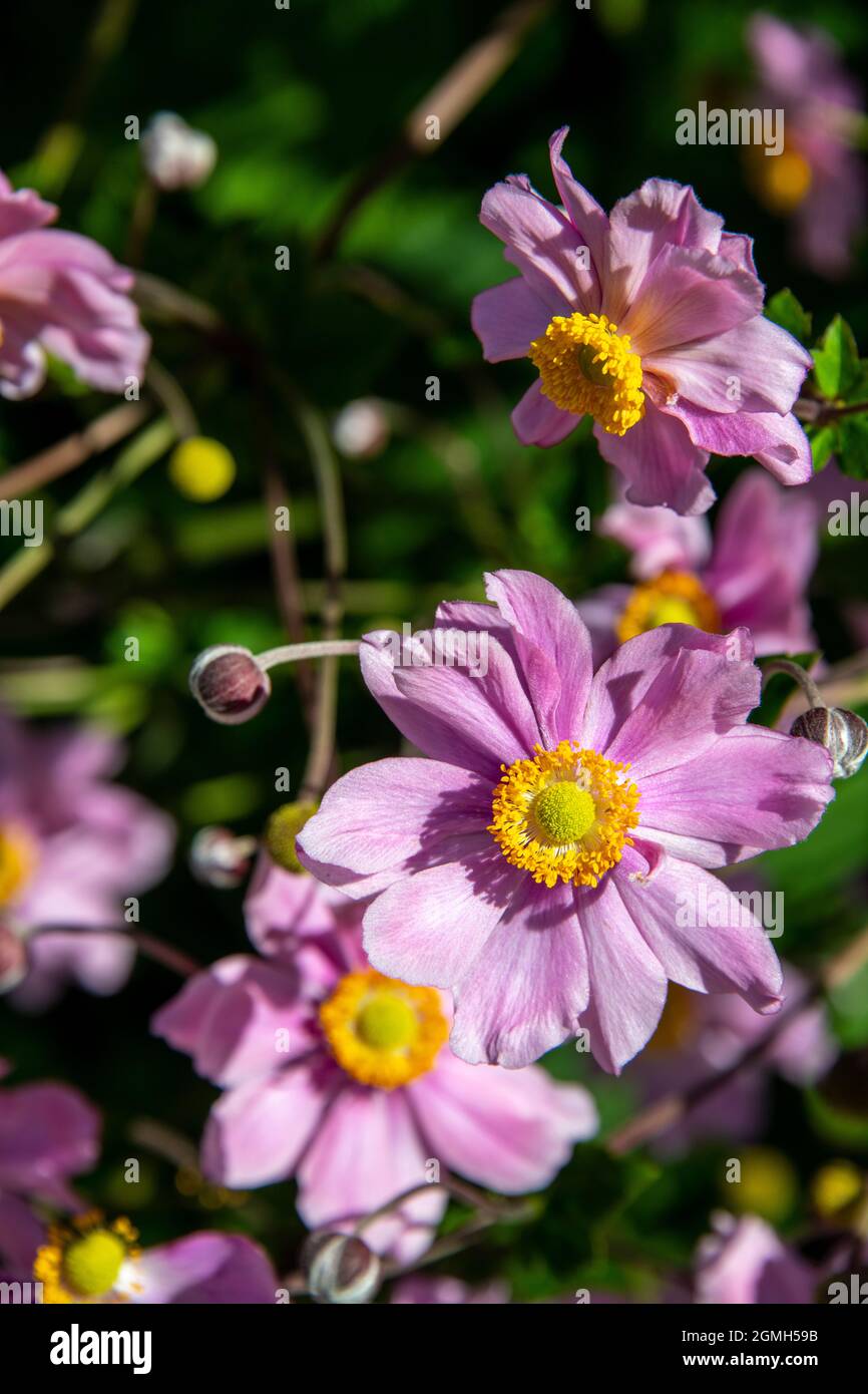 Circular petals hi-res stock photography and images - Alamy