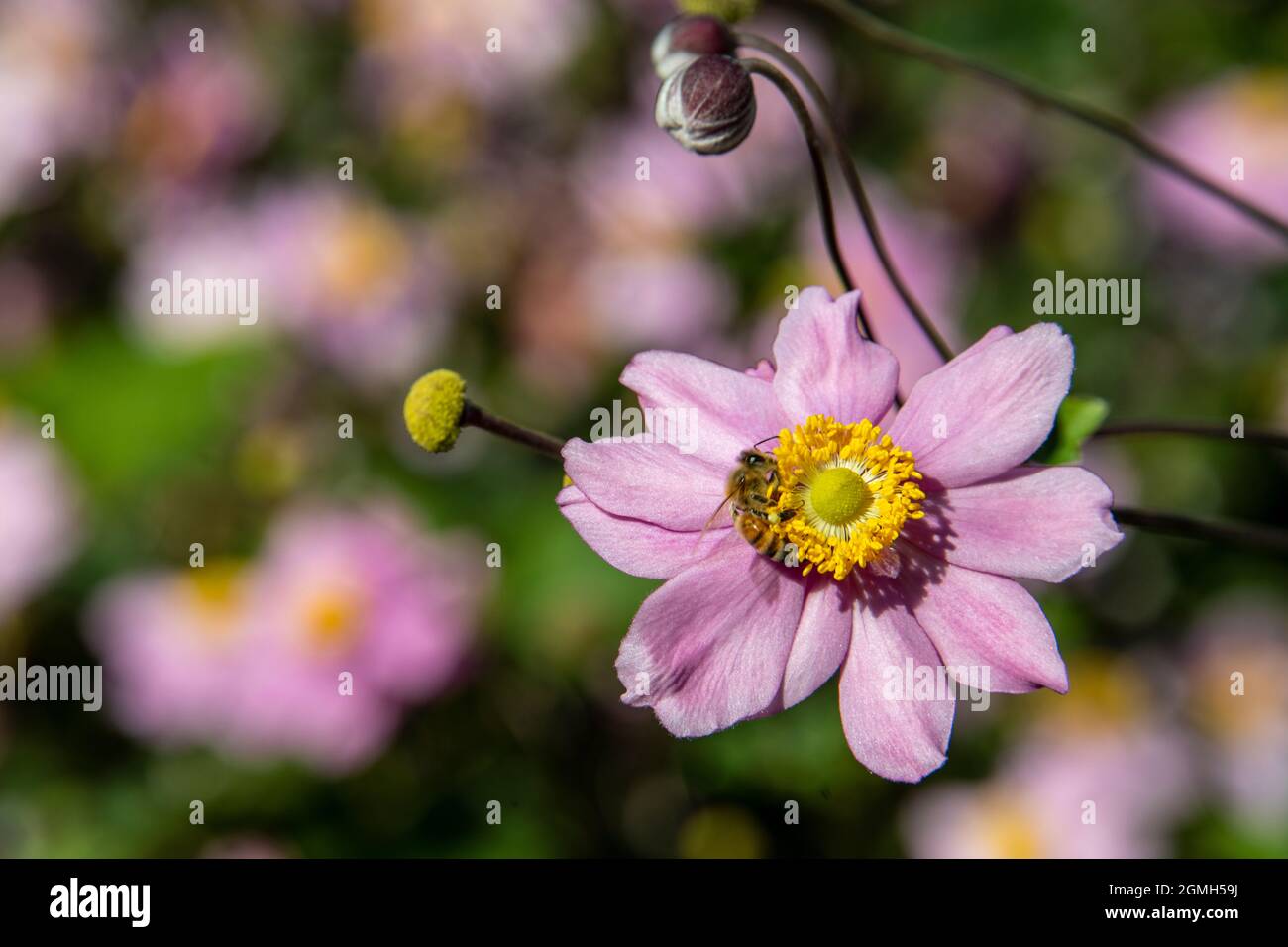 Circular petals hi-res stock photography and images - Alamy