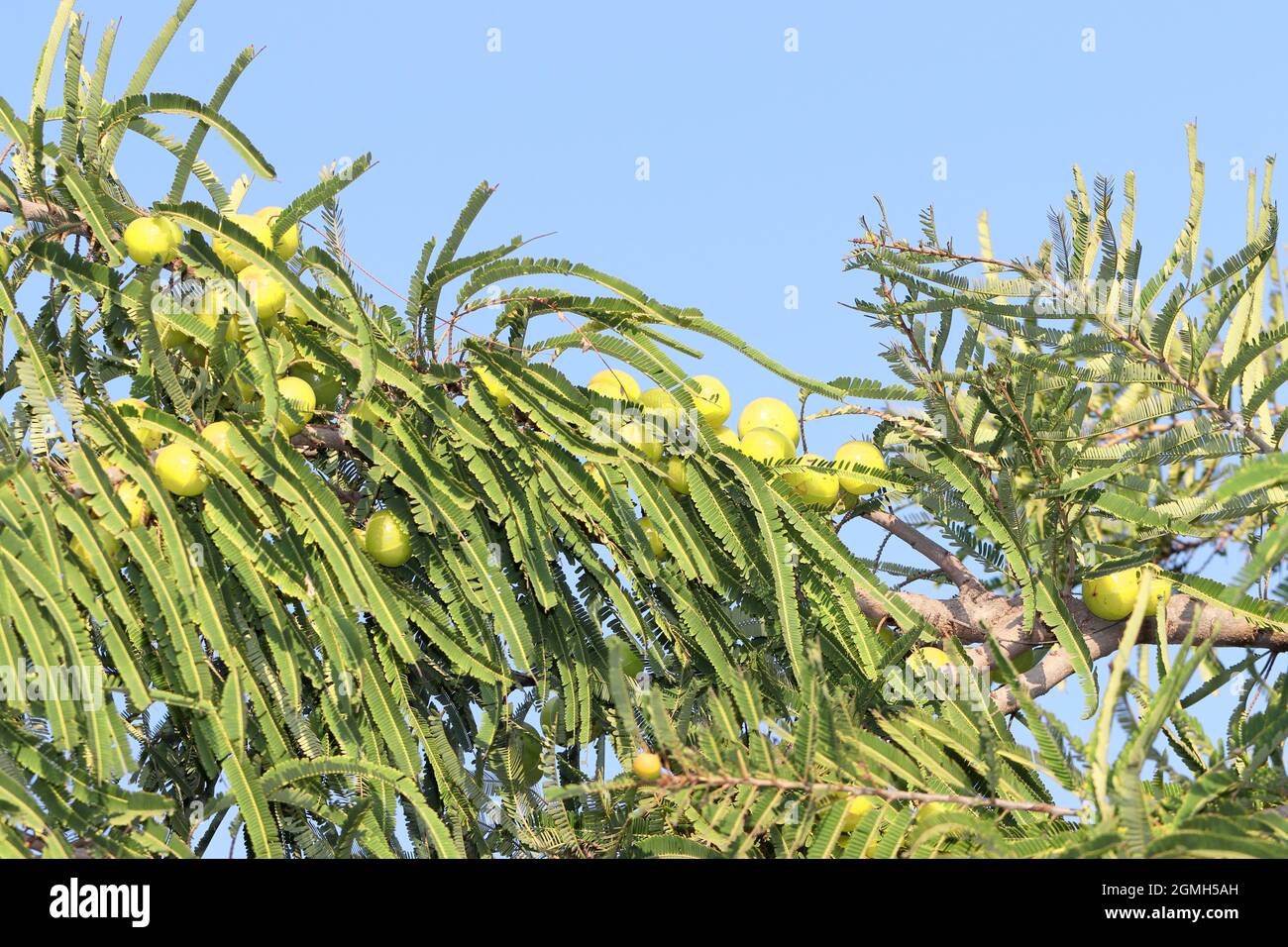 Amla tree hi-res stock photography and images - Alamy