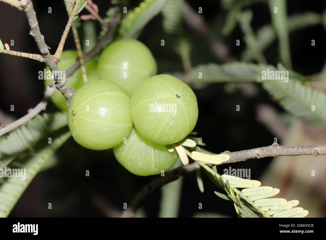 Amla tree hi-res stock photography and images - Alamy