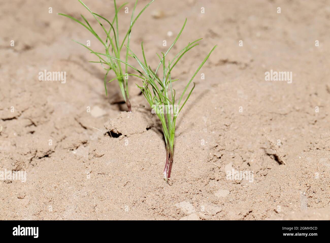 Close-up of Small plant of fresh organic hybrid cumin germinates from ...