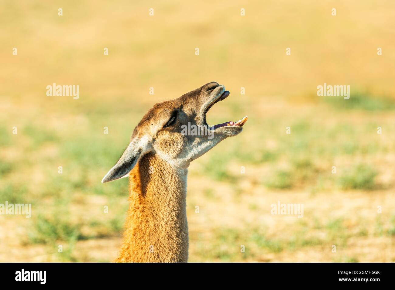 lateral portrait of a beige or brown llama, lama glama, opening its ...