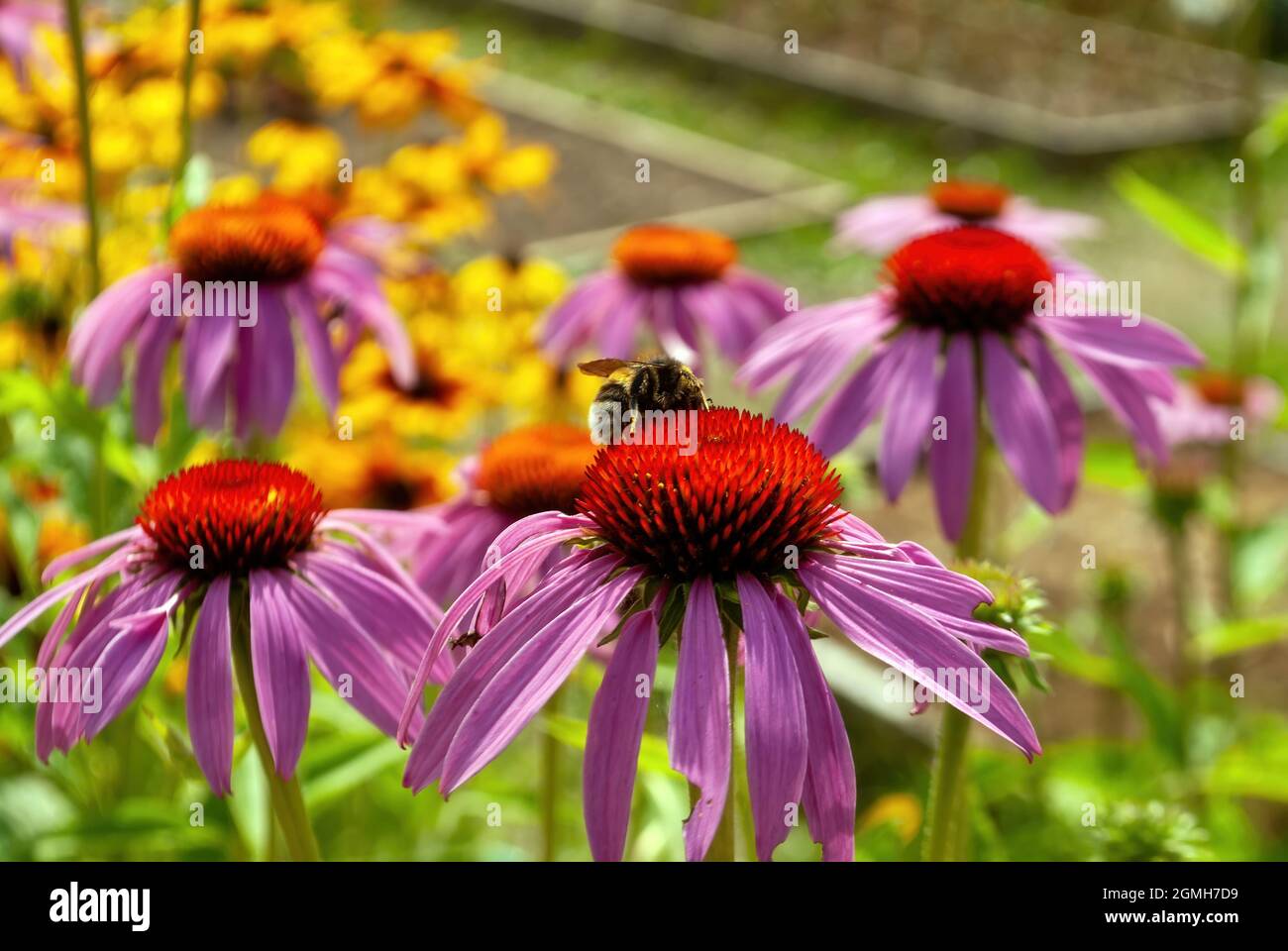 bumblebee collects pollen on a flower, in summer Stock Photo - Alamy