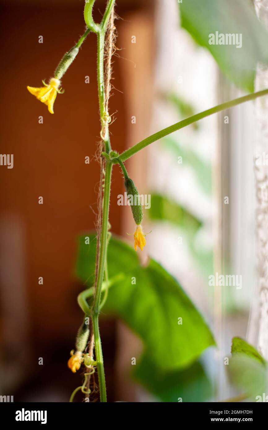 Green young cucumber with yellow flower. Gardening background with mini ...