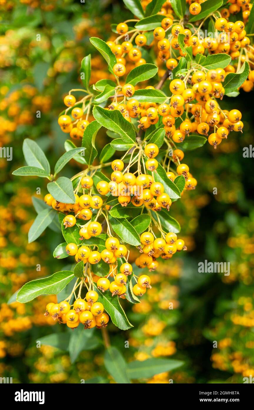A vertical shot of yellow Pyracantha berries growing in the garden ...