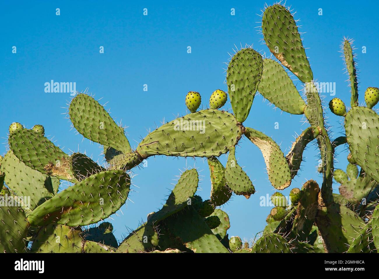 Cardon cactus desert botanical hi-res stock photography and images - Alamy