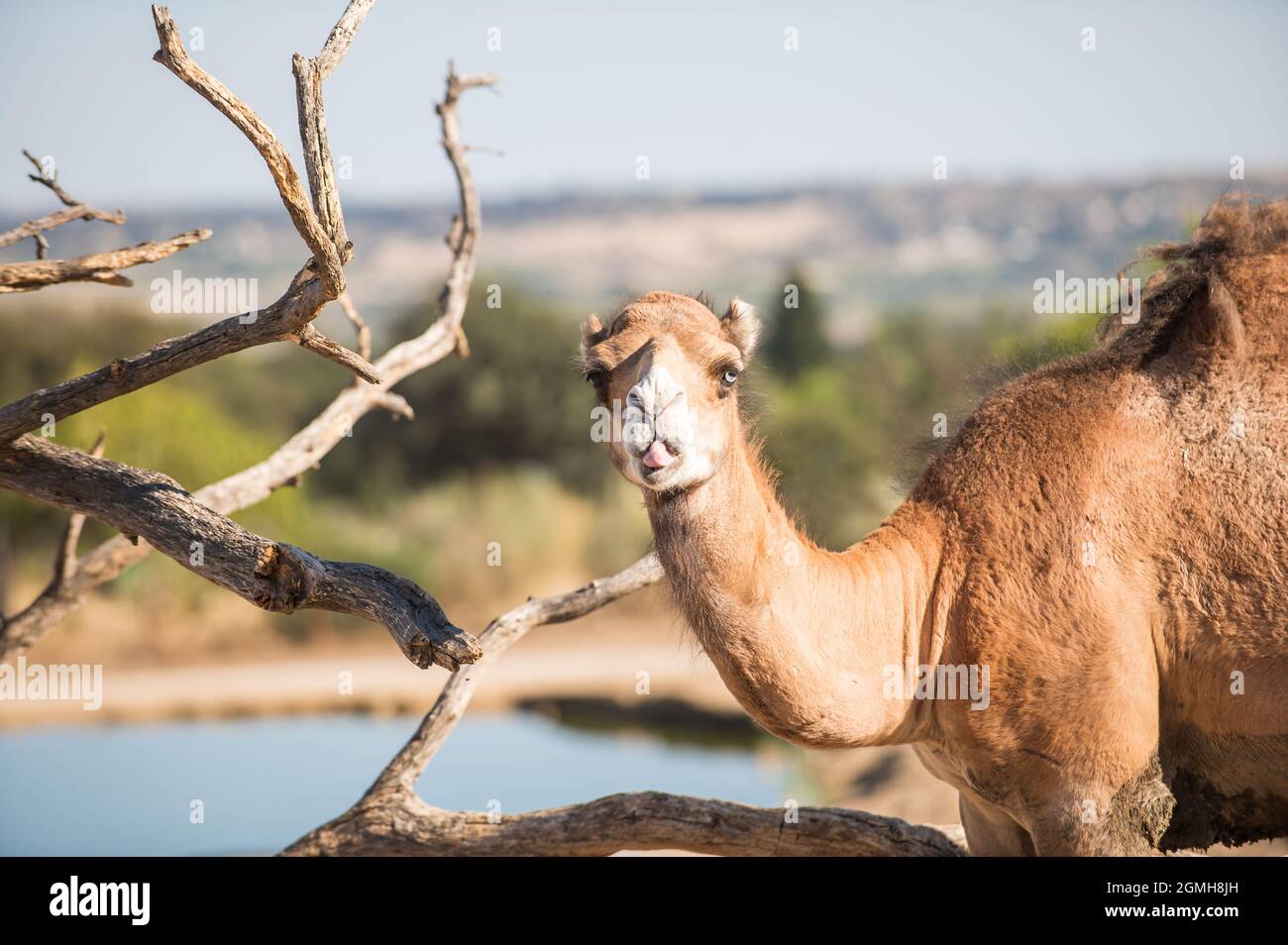 portrait of a dromedary or arabian camel, Camelus dromedarius, taking a ...