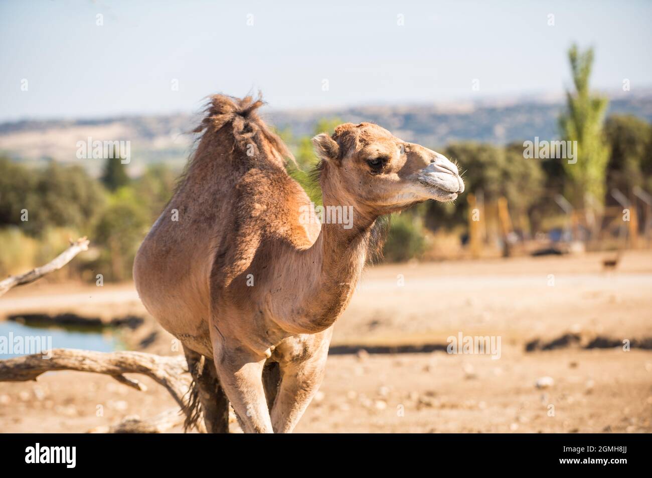 portrait of a dromedary or arabian camel, Camelus dromedarius, taking a ...
