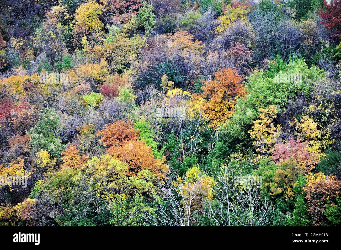 Coloured forest hi-res stock photography and images - Alamy