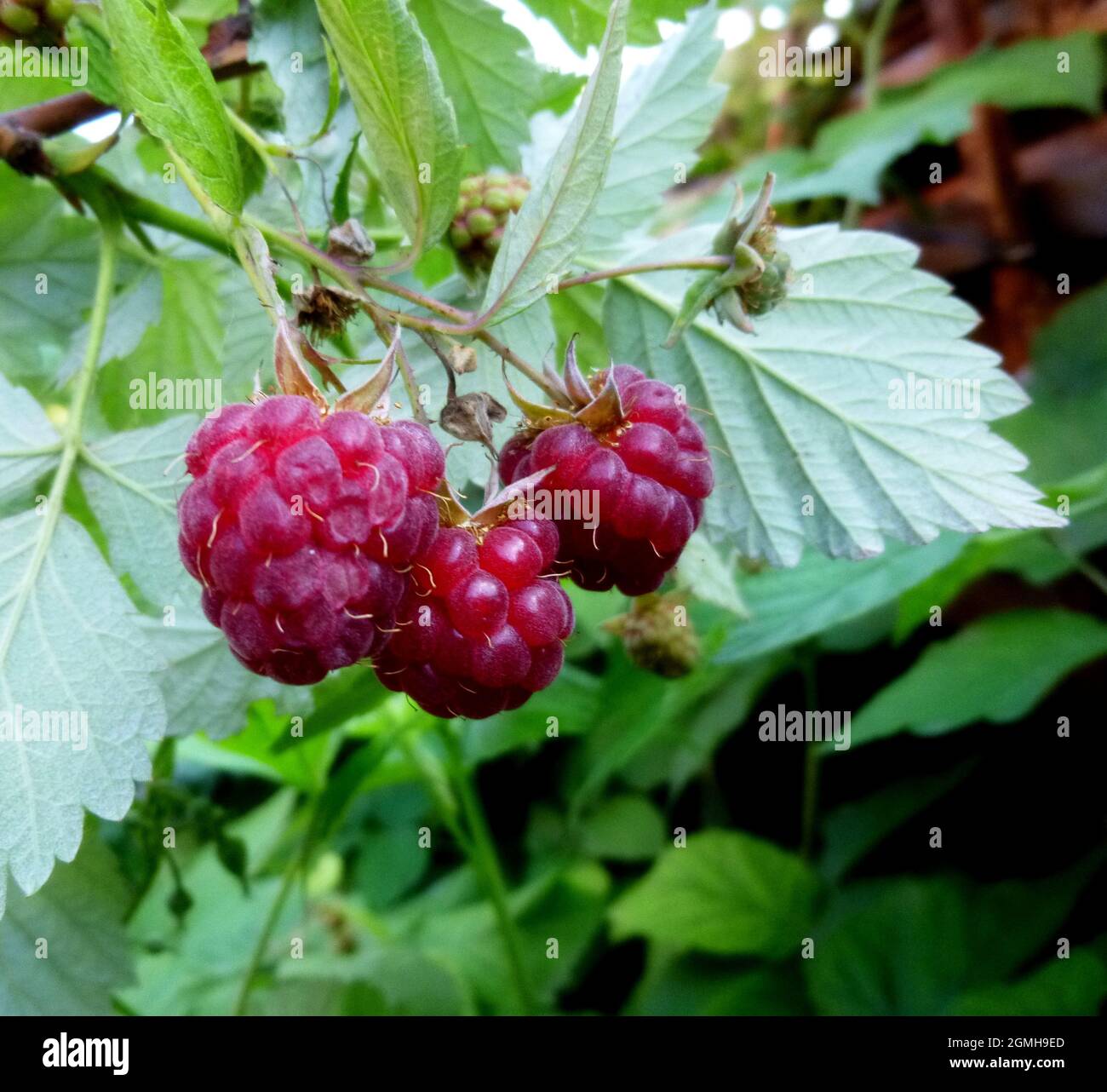 Raspberry berries on the bushes. Growing Organic Berries closeup. Ripe ...