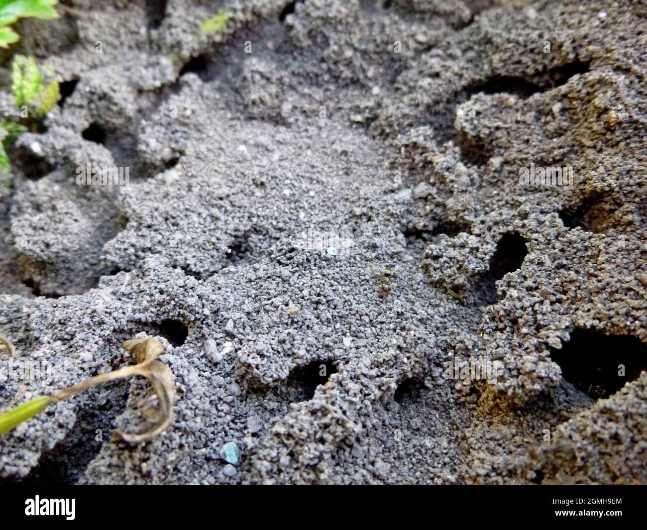 Anthill in the ground. Burrows in the ground, dug by ants. Garden in ...