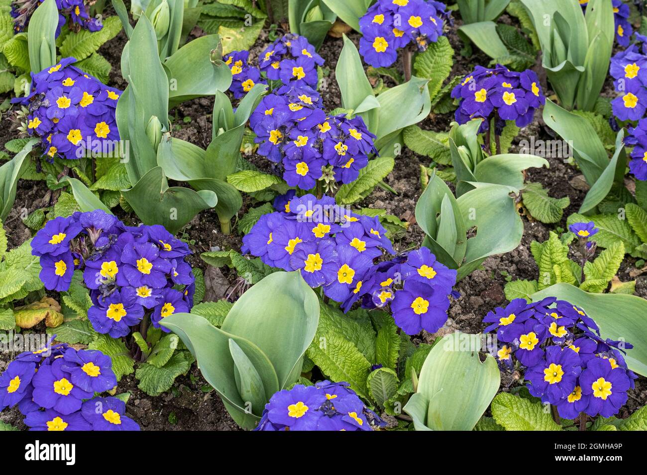 Primulas growing in a flower bed in a garden Stock Photo - Alamy