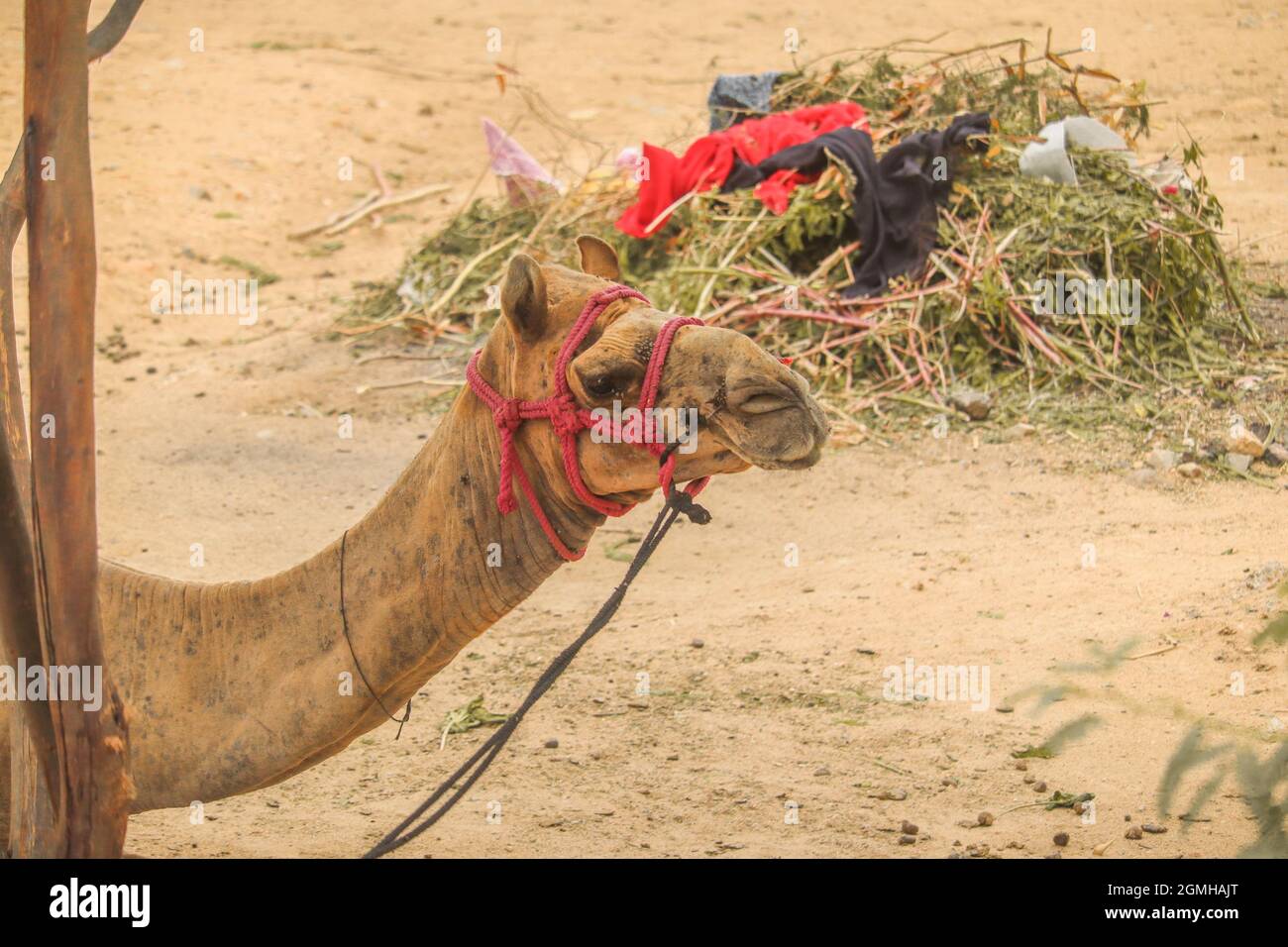 Camel's in Rajasthan Stock Photo - Alamy