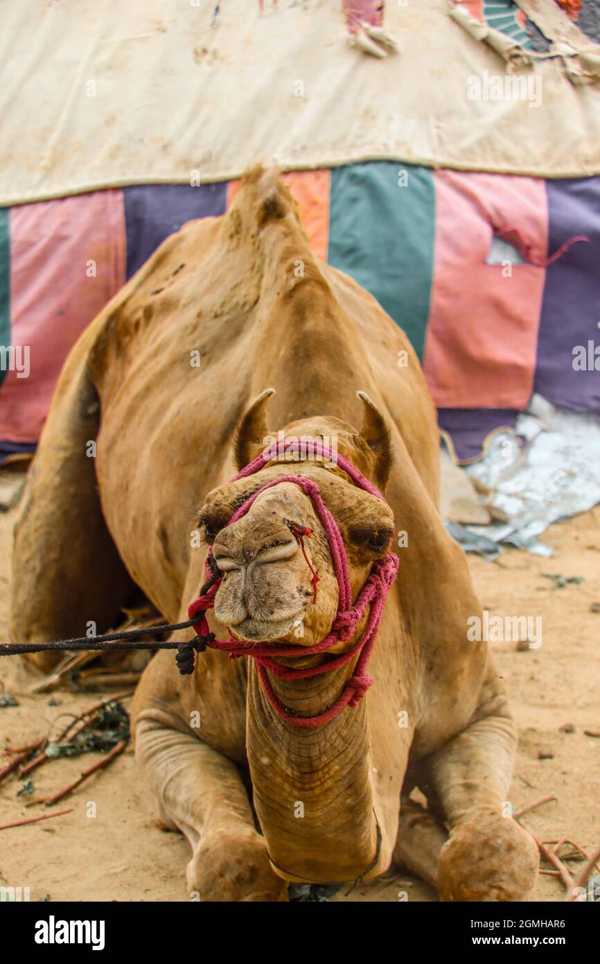 Camel collections hi-res stock photography and images - Alamy