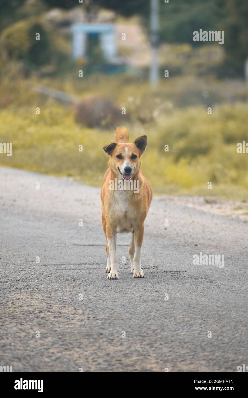 Indian street dogs hi-res stock photography and images - Alamy