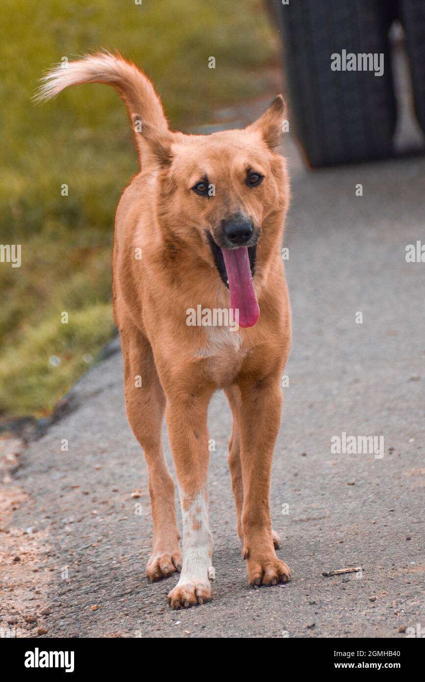 Indian street dogs hi-res stock photography and images - Alamy