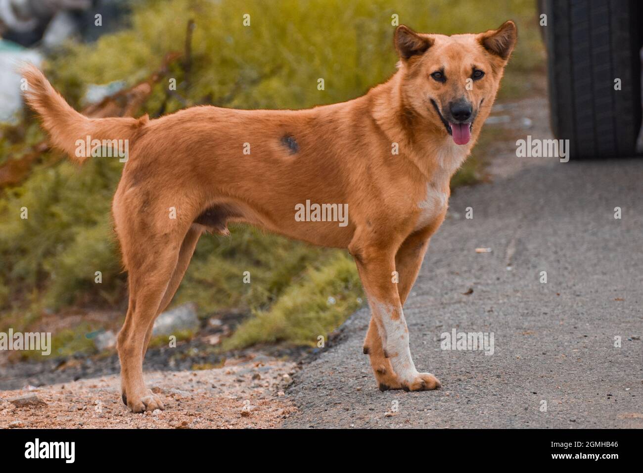 Indian street dogs hi-res stock photography and images - Alamy