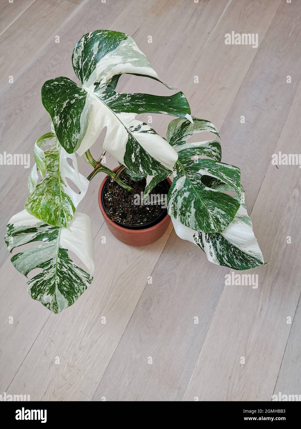 Monstera albo borsigiana or variegated monstera, full plant in a ...