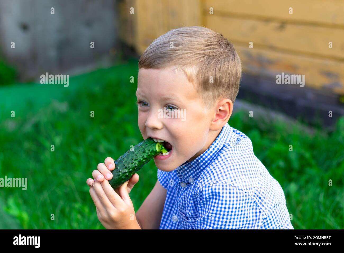 Six year old happy boy eating fresh fragrant green cucumber in the ...