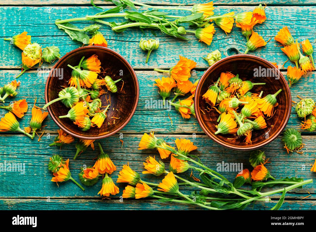 Fresh calendula flowers in herbal medicine.Marigold,healing herbs Stock ...