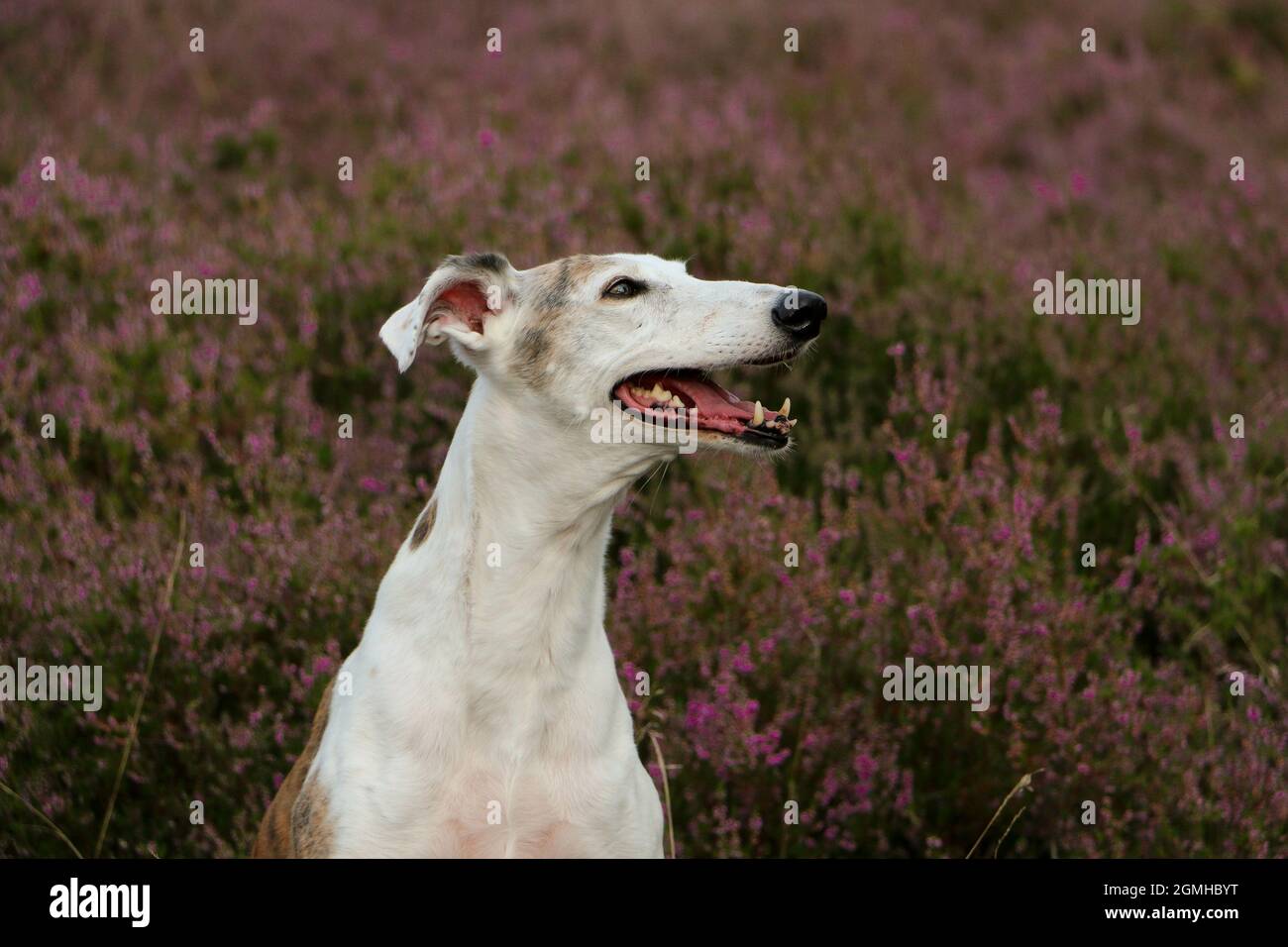 A Spanish Greyhound in a heather field Stock Photo - Alamy