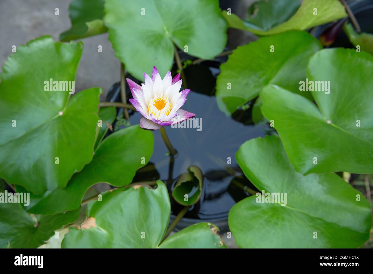 Top view of Lotus or water lilly flower, focus selective Stock Photo ...