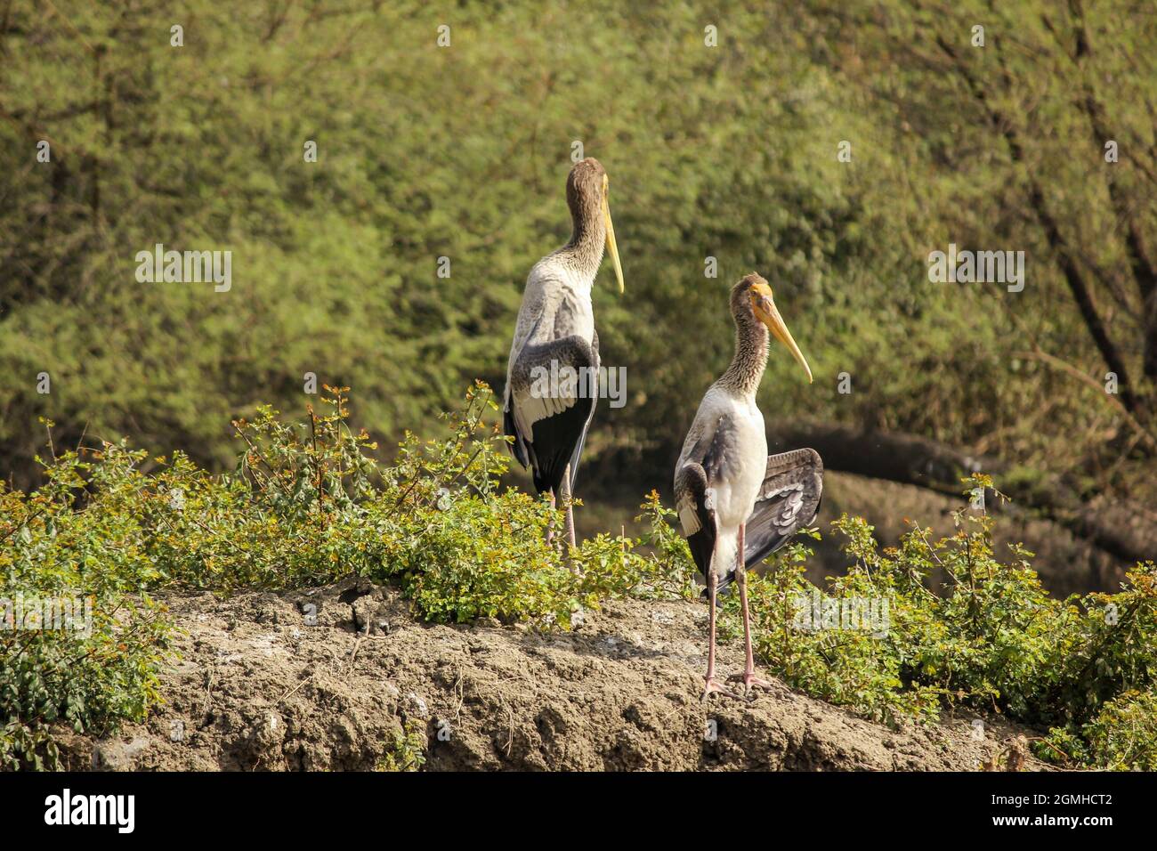 A view of white storks standing on the ground in the forest Stock Photo ...