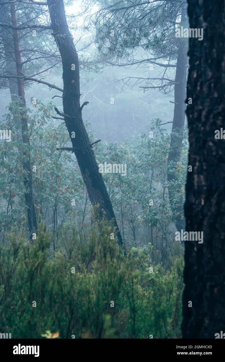 Fog adventure hi-res stock photography and images - Alamy