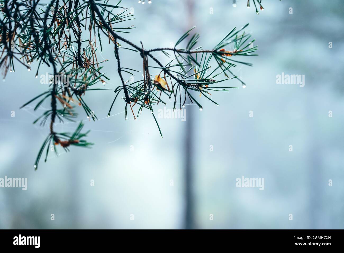 Dramatic scenic fog in pine hi-res stock photography and images - Alamy