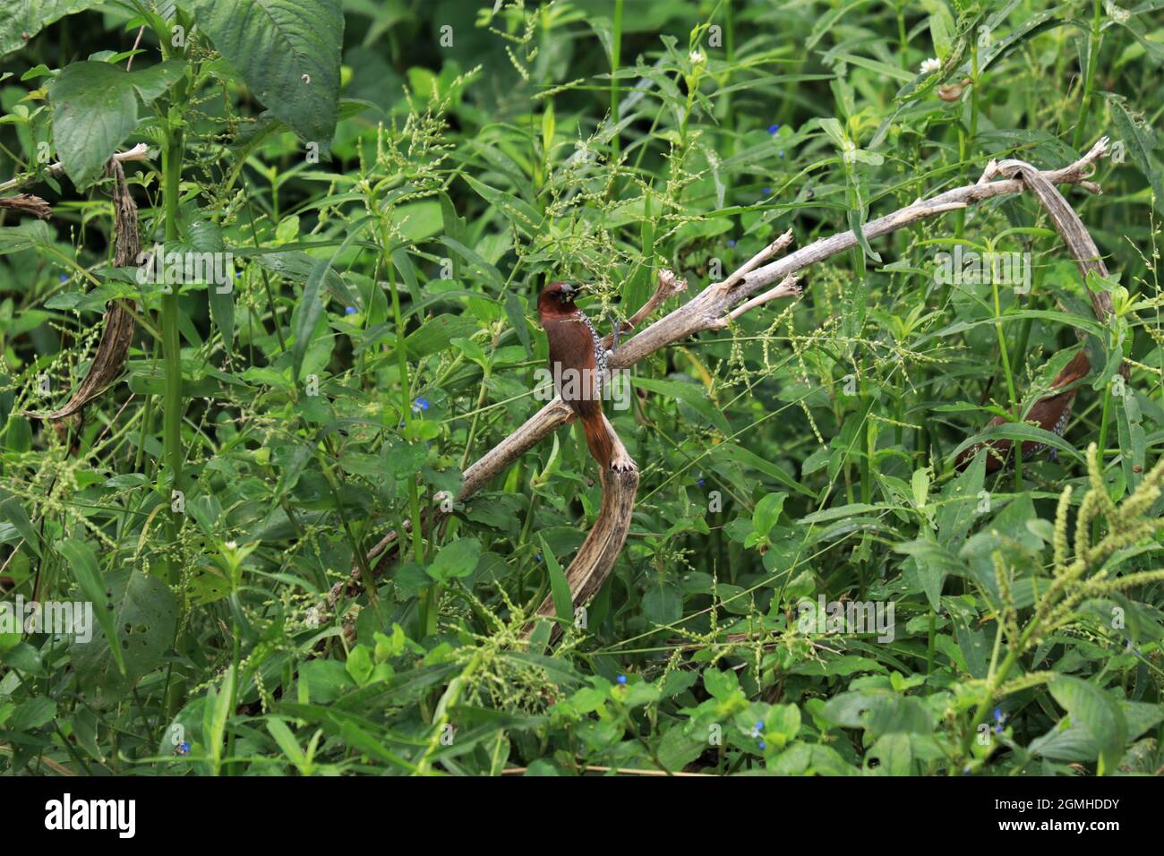Scaly breasted munia birds hi-res stock photography and images - Alamy