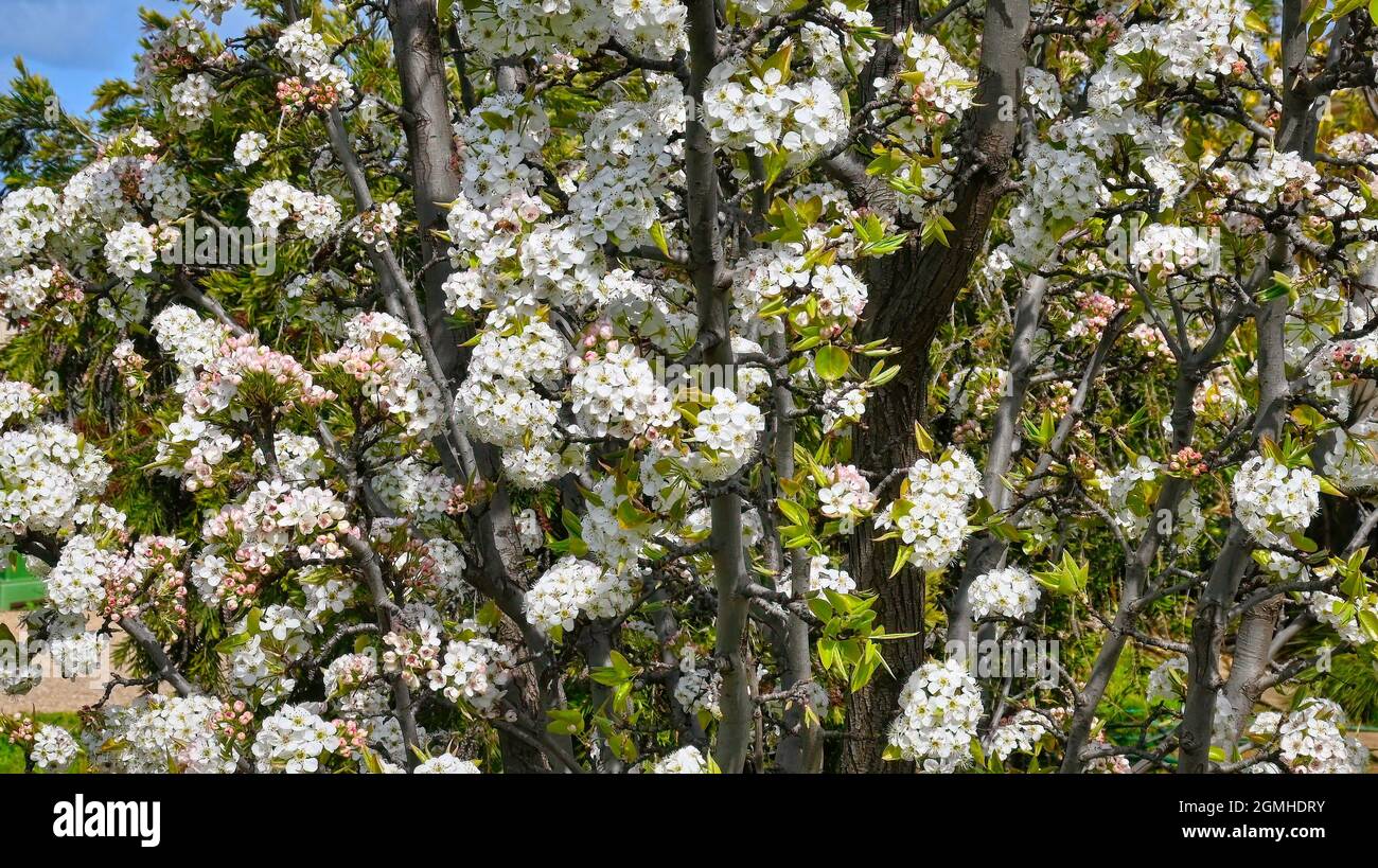 Close up of a Japanese Cherry Blossom tree in bloom in Australia Stock ...