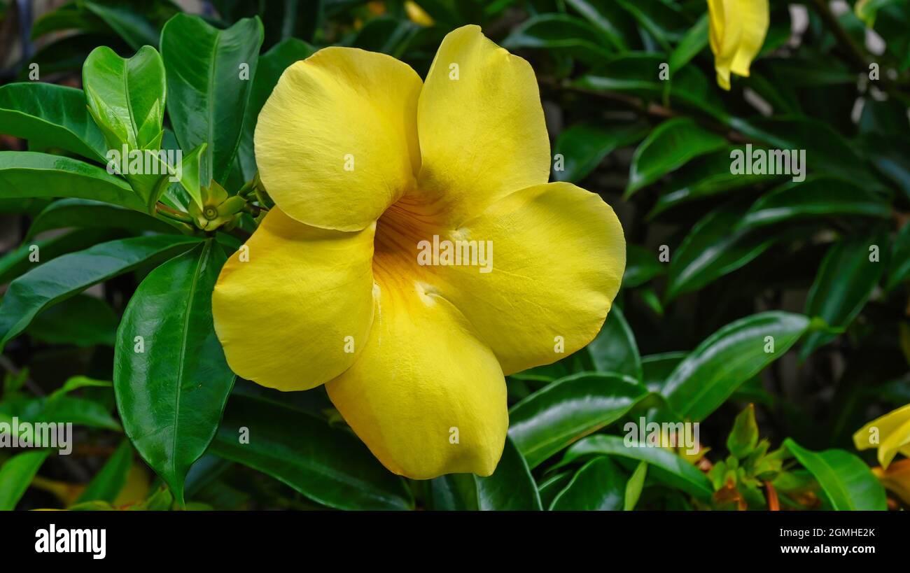 Golden trumpet flower hi-res stock photography and images - Alamy