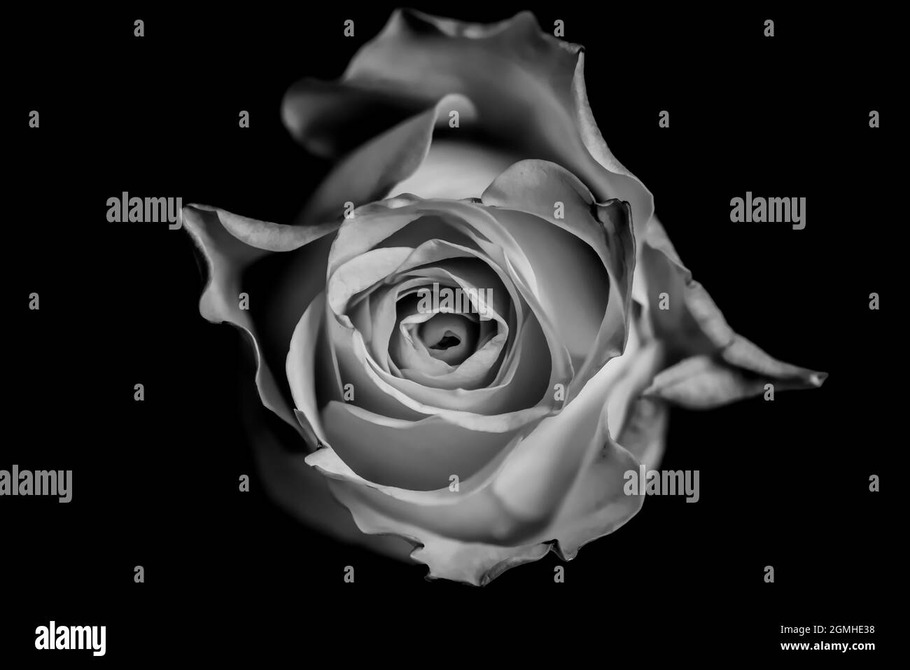 Rose dark background Black and White Stock Photos & Images - Alamy