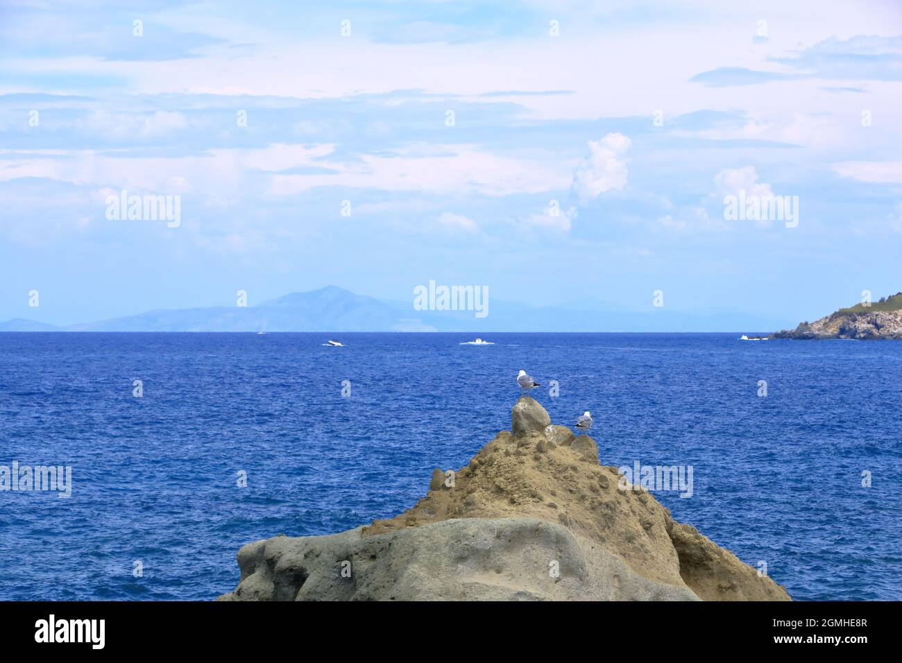 Seagull bird or seabird standing feet on a sea beach Stock Photo - Alamy