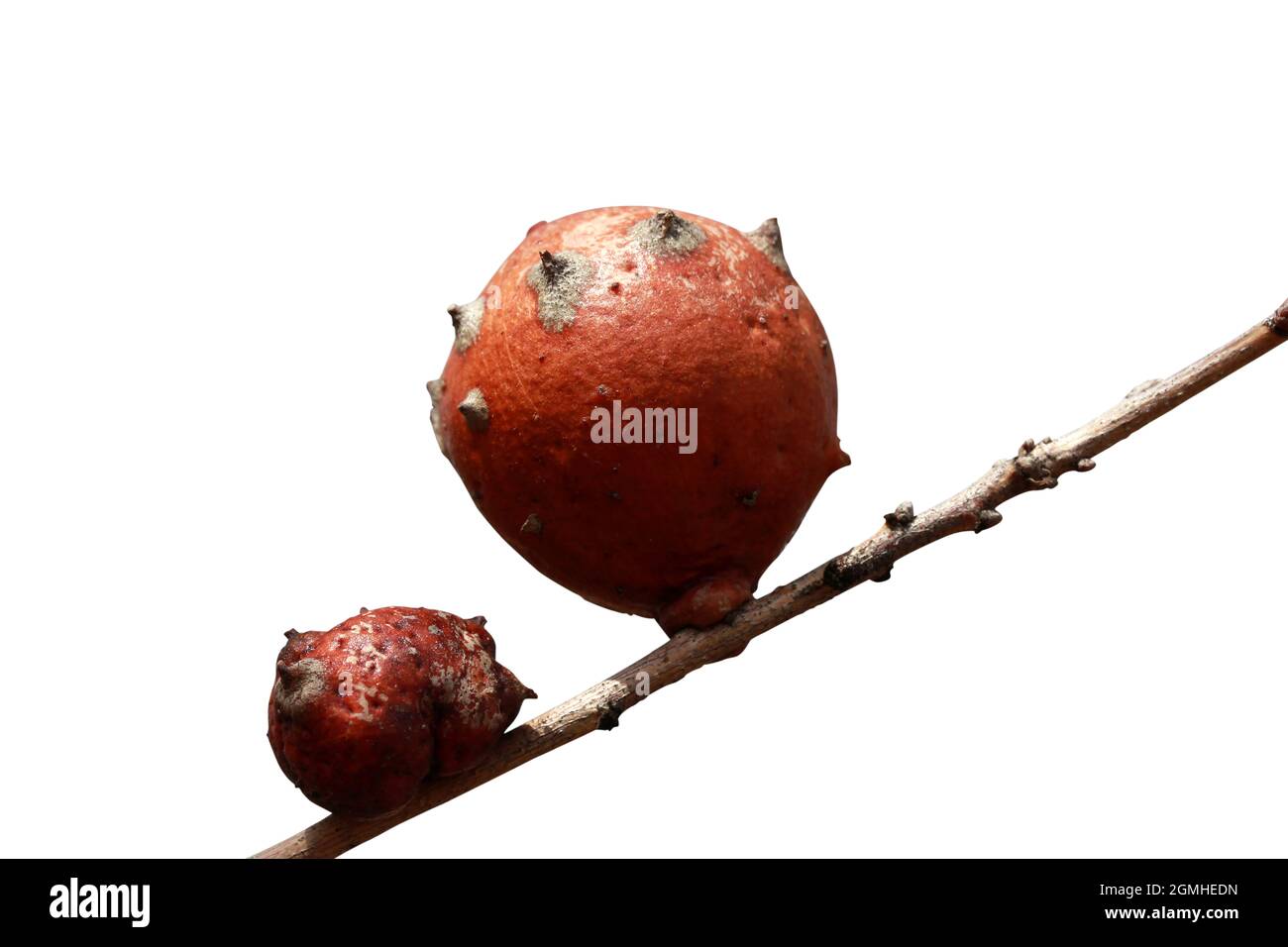 oak gall seed isolated on white background Stock Photo - Alamy