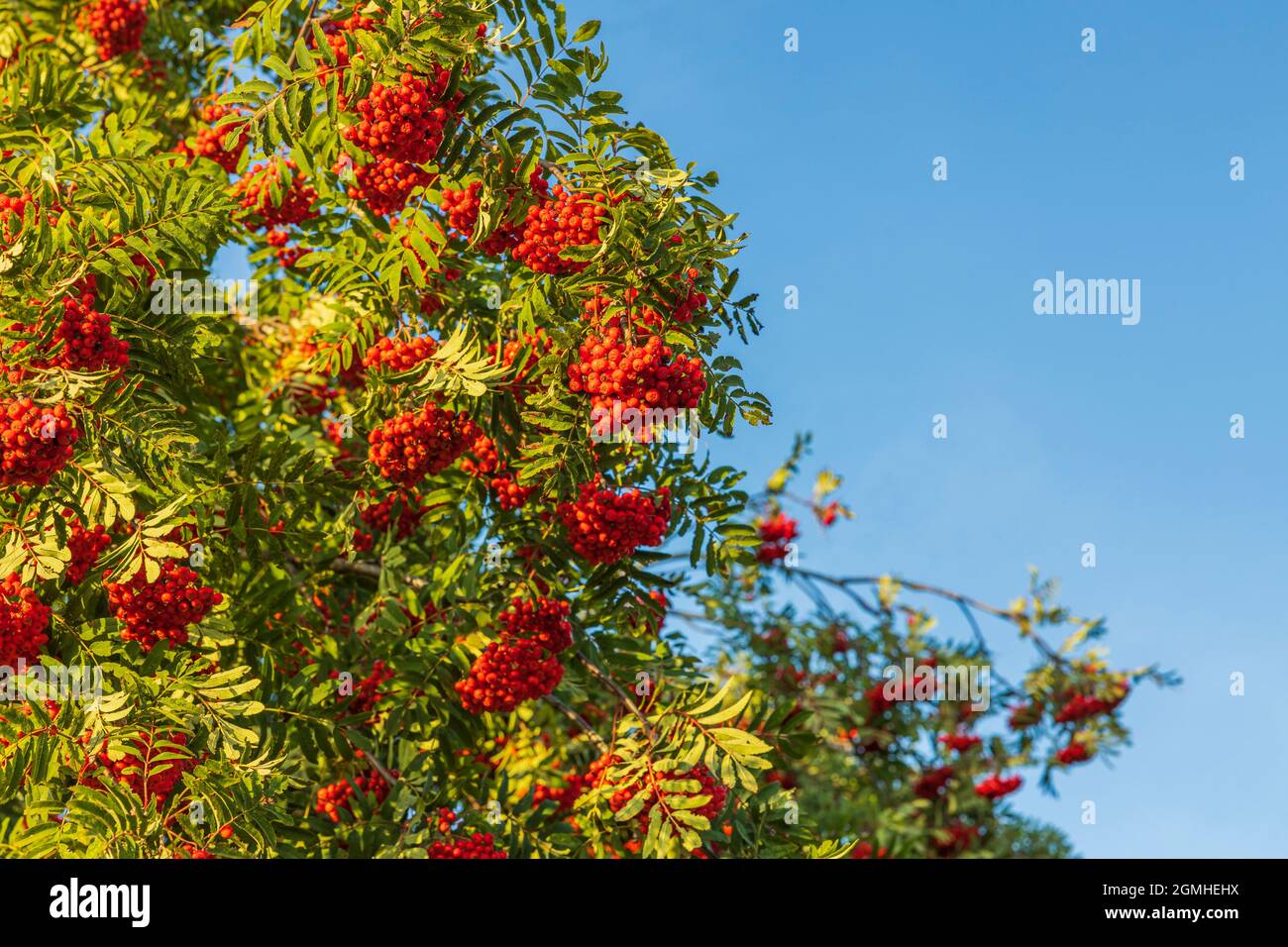 Rowan leaves tall trees hi-res stock photography and images - Alamy