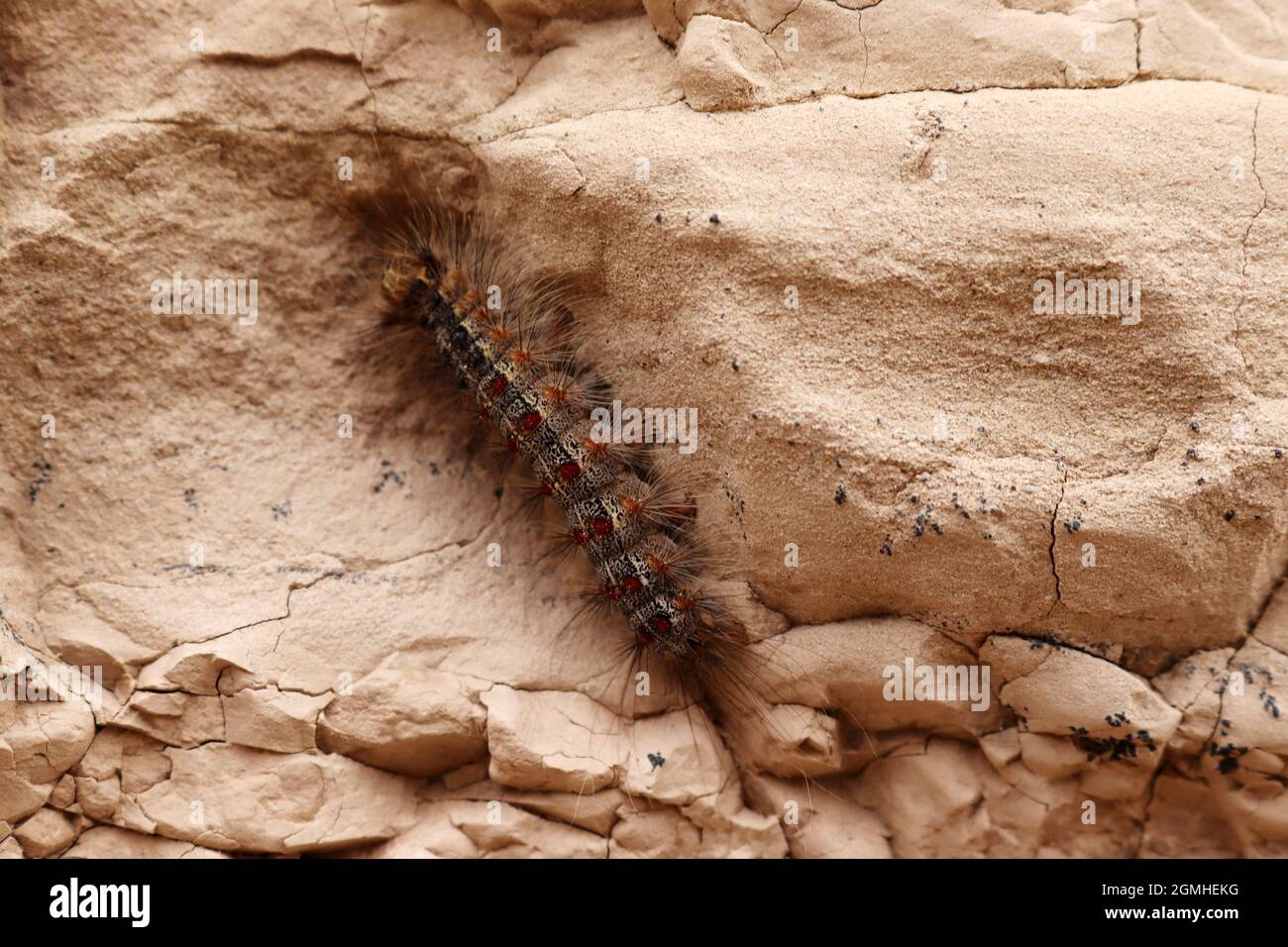 cute caterpillar on the rock Stock Photo - Alamy