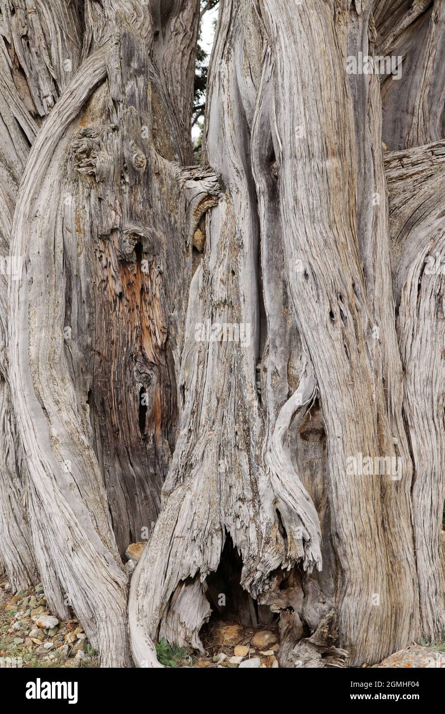 Juniper trees. Tree trunk background Stock Photo - Alamy