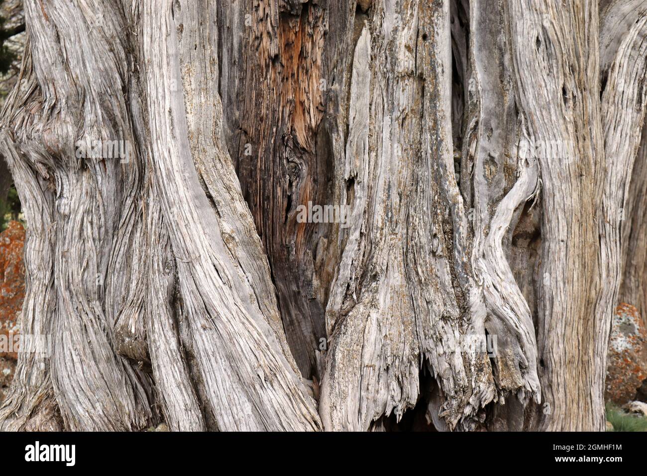 Juniper trees. Tree trunk background Stock Photo - Alamy