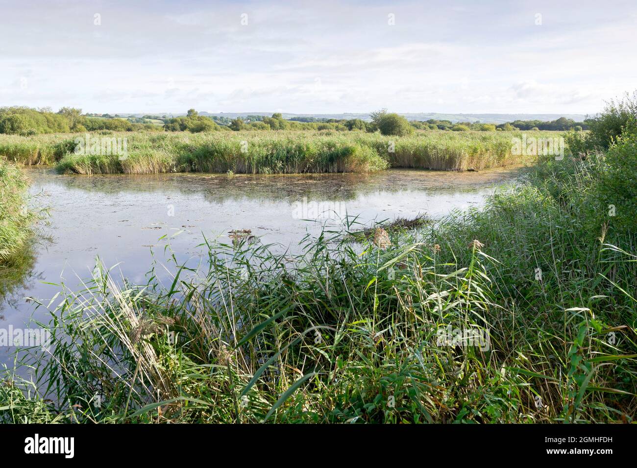 Reeds and wetlands, Somerset, England Stock Photo - Alamy