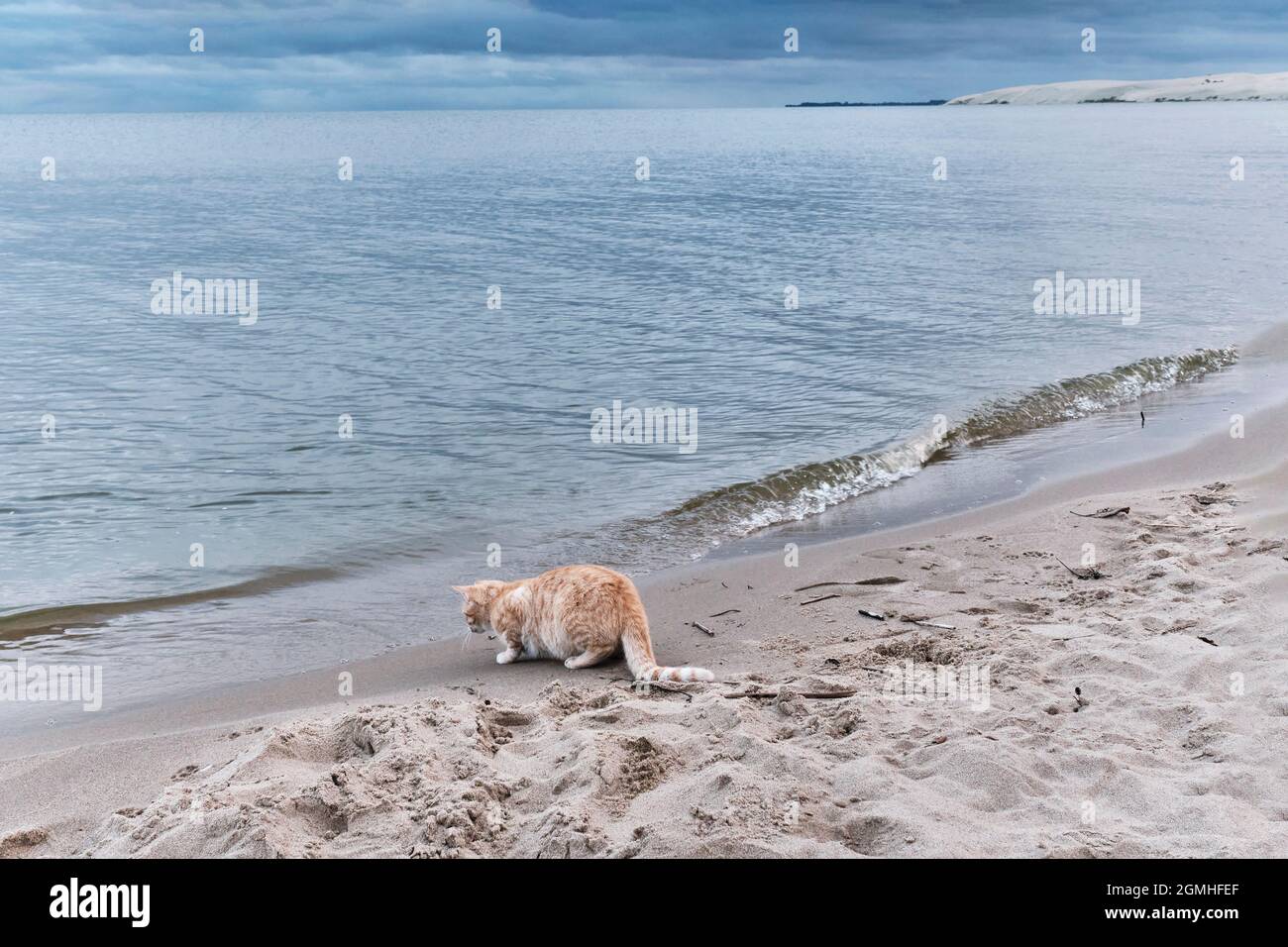 Cat Wave High Resolution Stock Photography and Images - Alamy