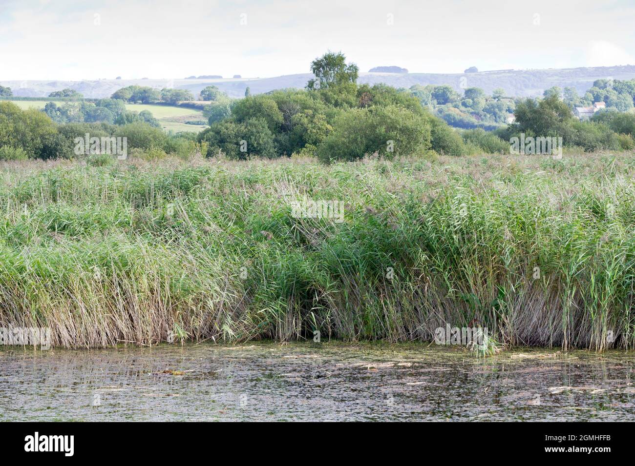 Wetlands of england hi-res stock photography and images - Alamy