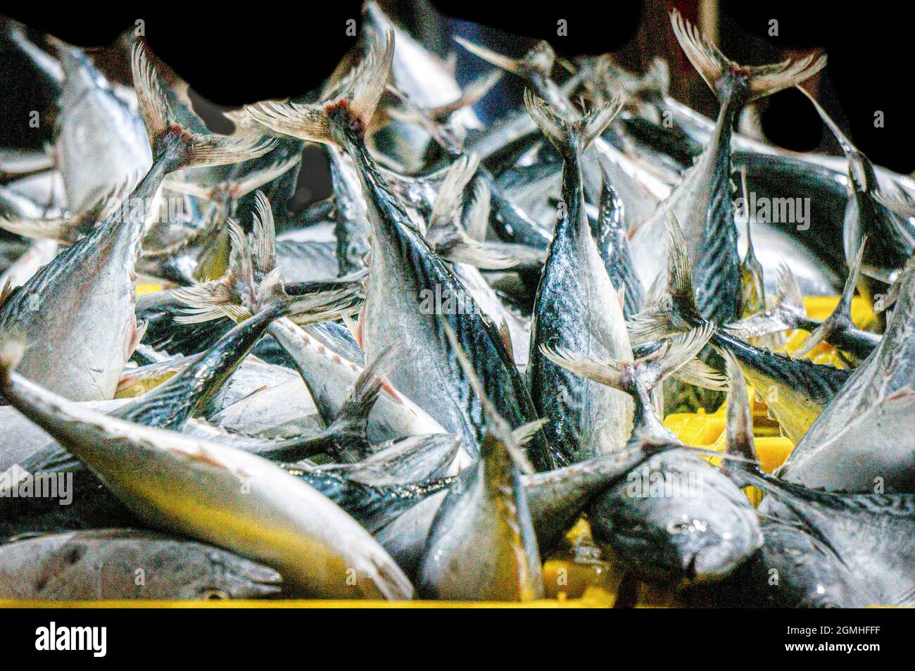 Cho ca long hai hi-res stock photography and images - Alamy